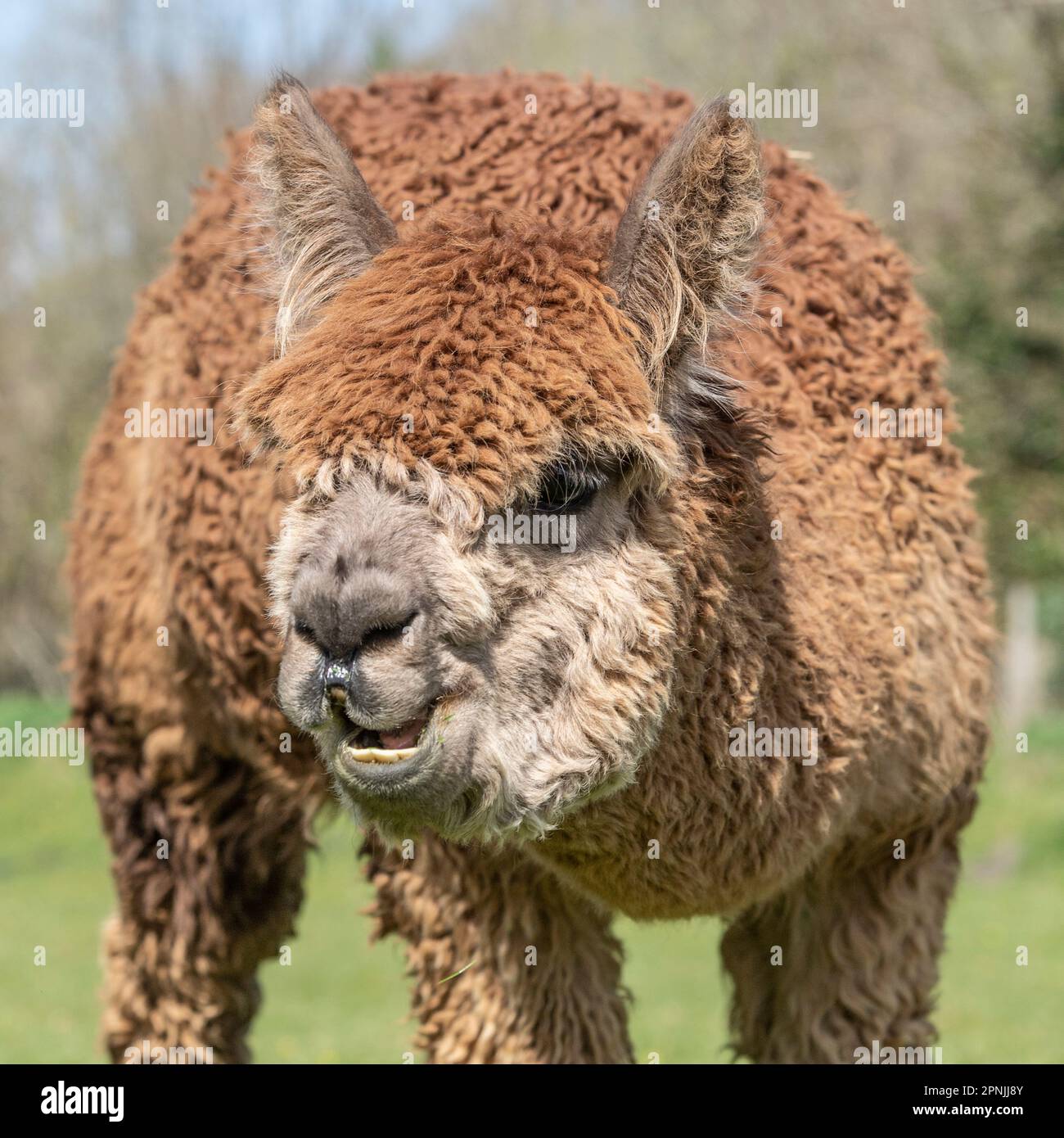 Brown female alpaca vicugna hi-res stock photography and images - Alamy