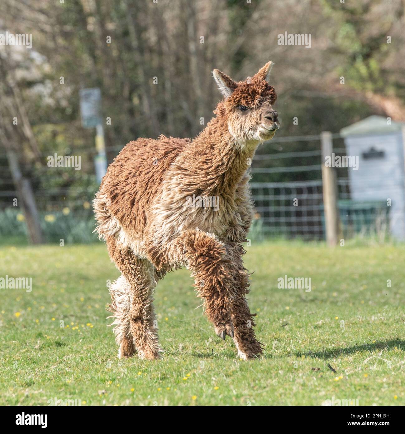 Brown female alpaca vicugna hi-res stock photography and images - Alamy