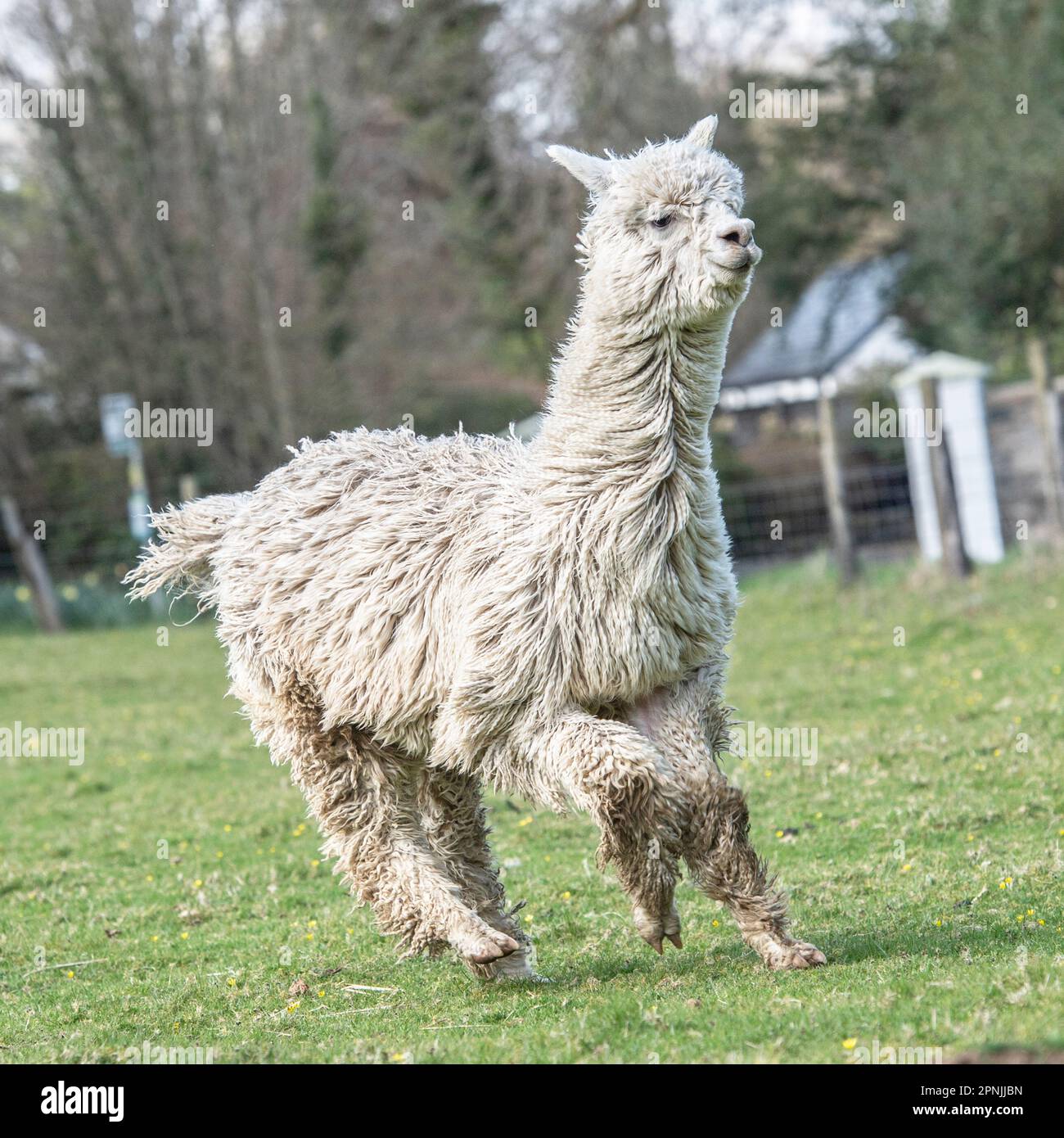 Running alpaca hi-res stock photography and images - Alamy