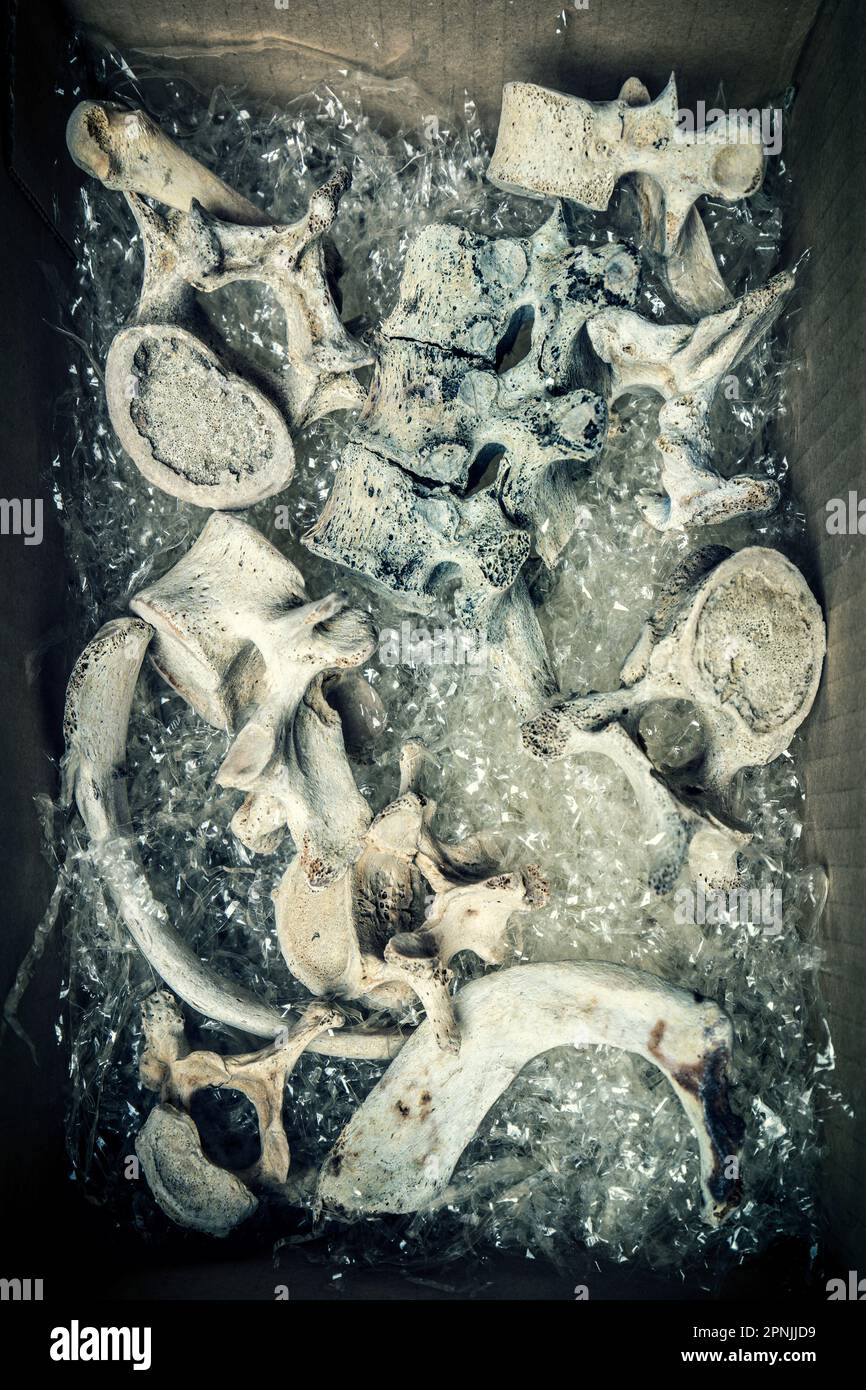 human bone vertebrae in a cardboard box with plastic packaging Stock ...