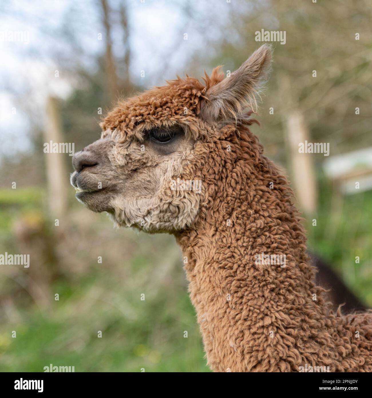 Side view of alpacas head hi-res stock photography and images - Alamy