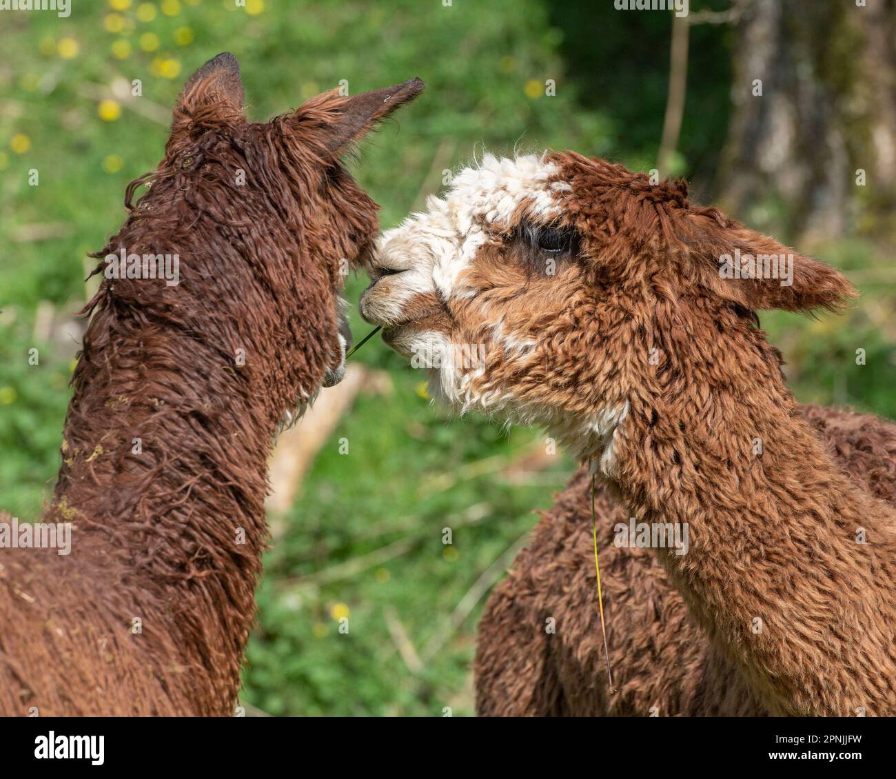 Alpaca head view hi-res stock photography and images - Alamy