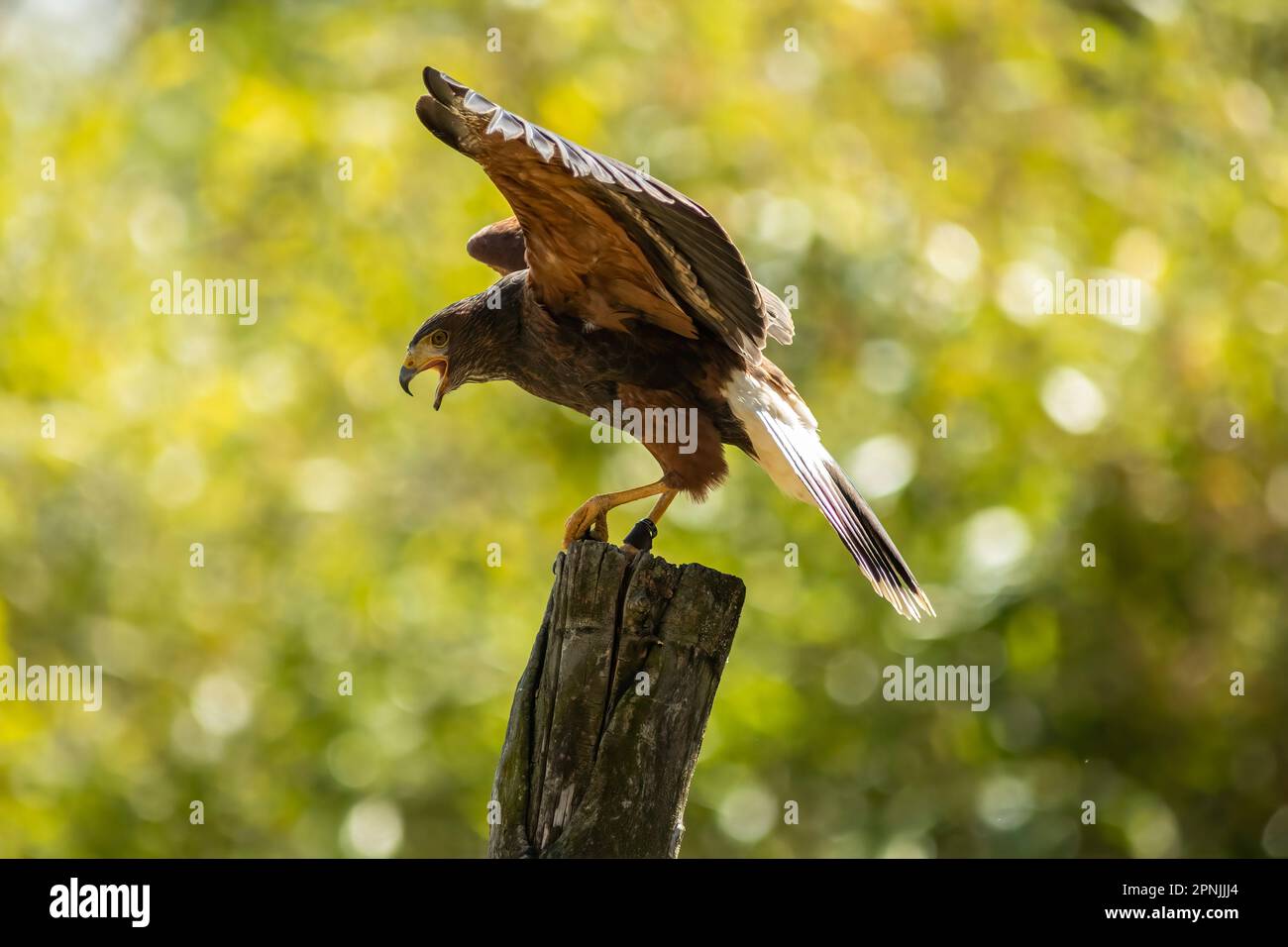 The Harris's hawk (Parabuteo unicinctus), formerly known as the bay ...