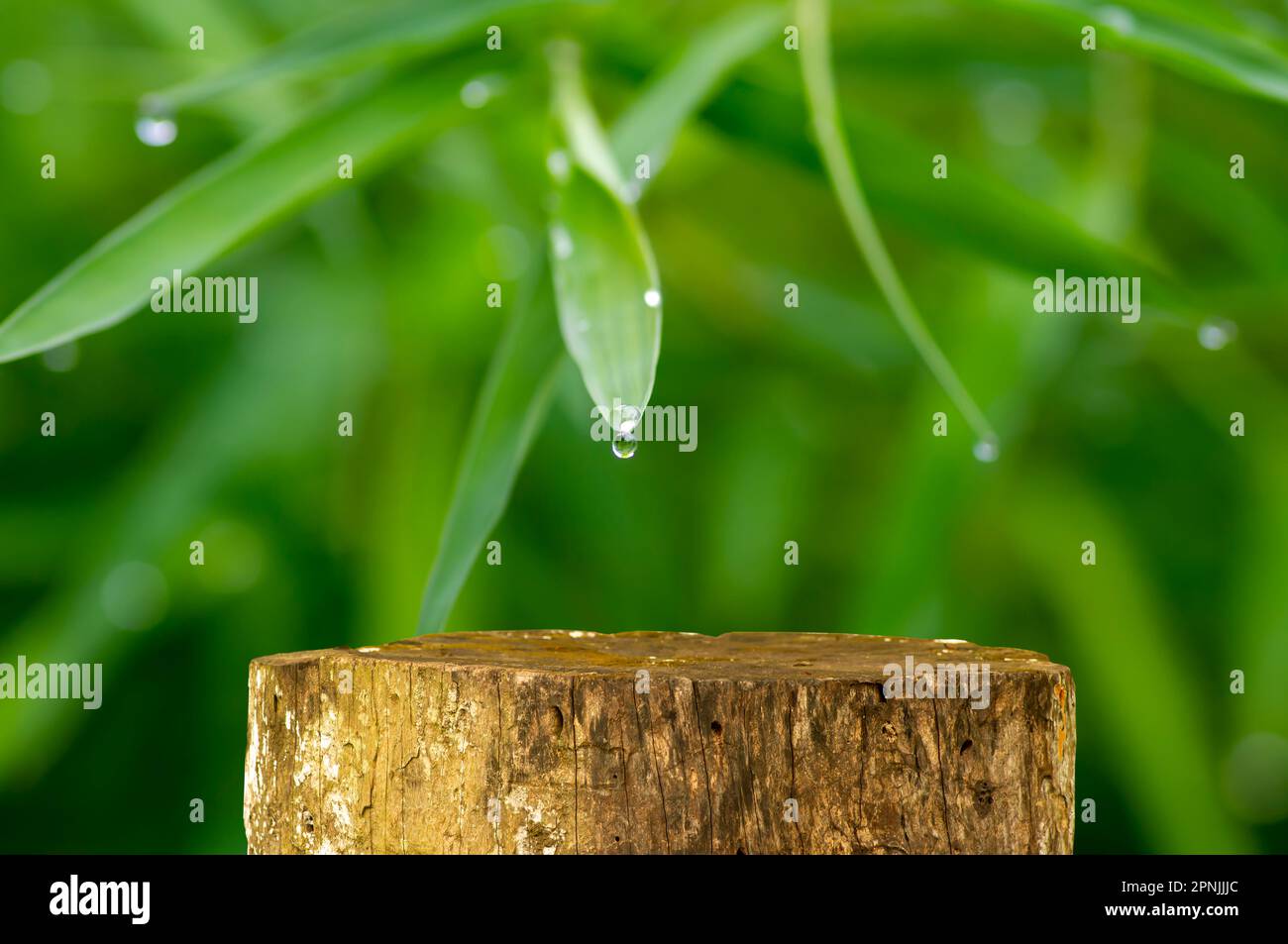 Round wooden saw cut cylinder shape for product display with bamboo ...