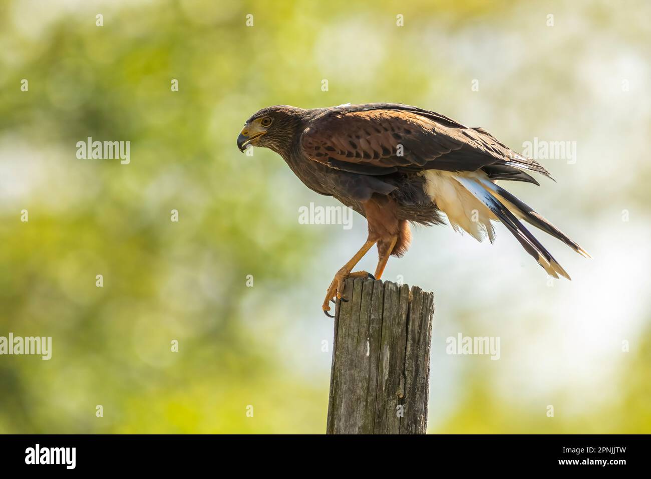 The Harris's hawk (Parabuteo unicinctus), formerly known as the bay ...