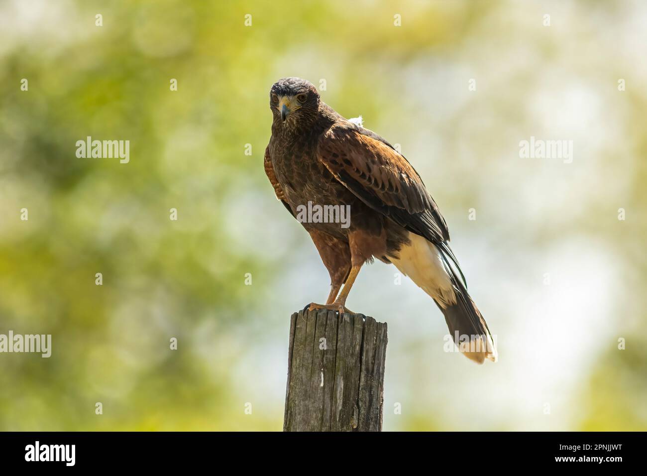 The Harris's hawk (Parabuteo unicinctus), formerly known as the bay ...