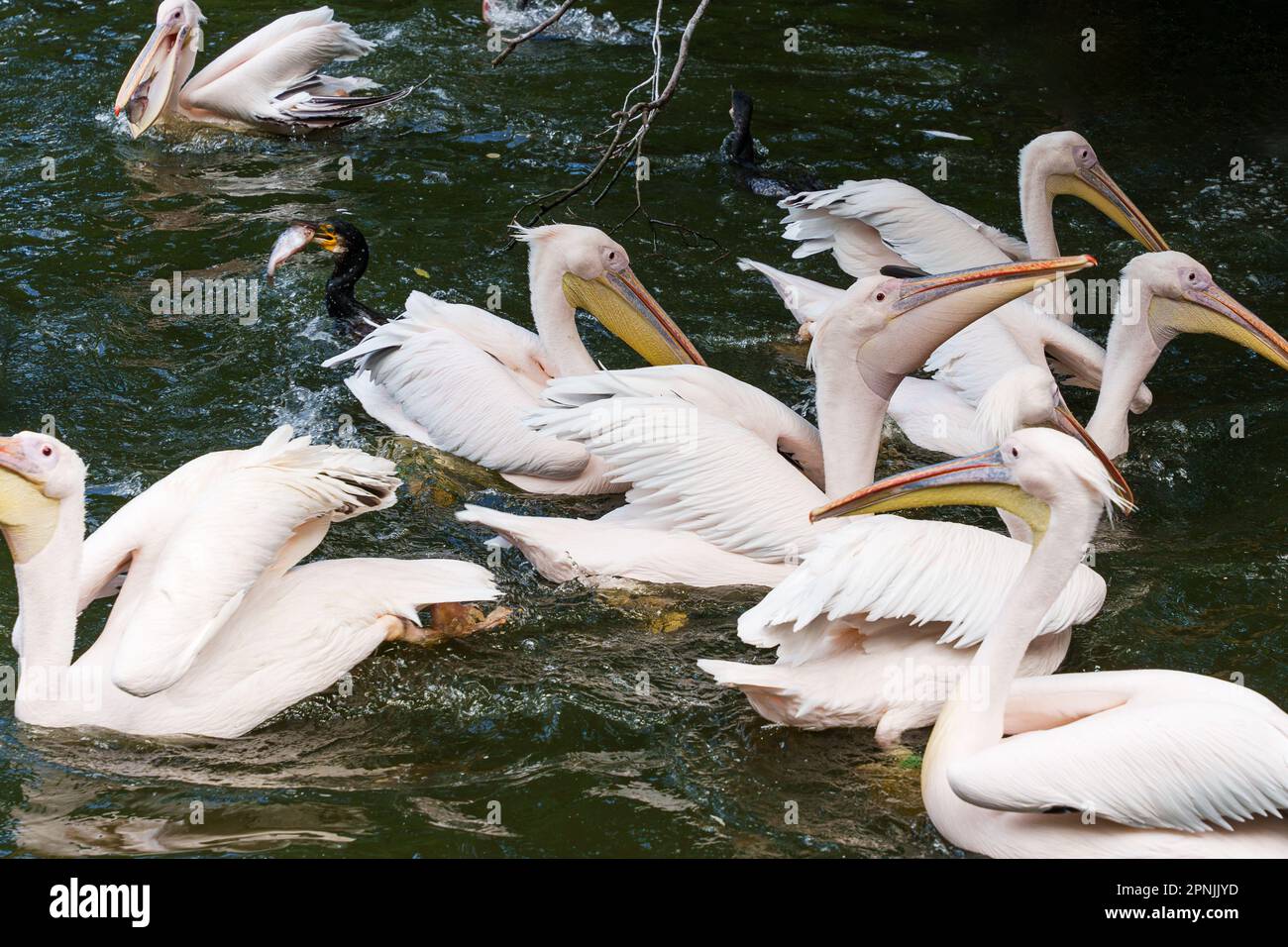 Pelican feeding hi-res stock photography and images - Alamy