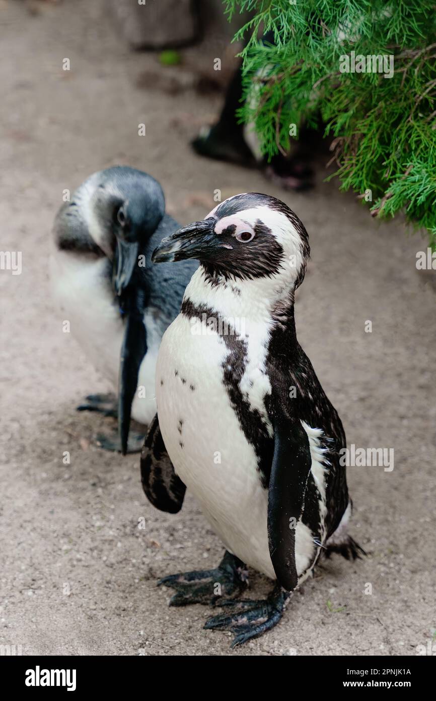 Cute African Penguins