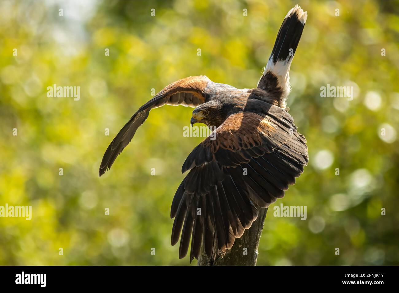 The Harris's hawk (Parabuteo unicinctus), formerly known as the bay ...