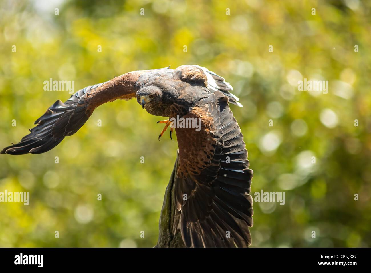 The Harris's hawk (Parabuteo unicinctus), formerly known as the bay ...