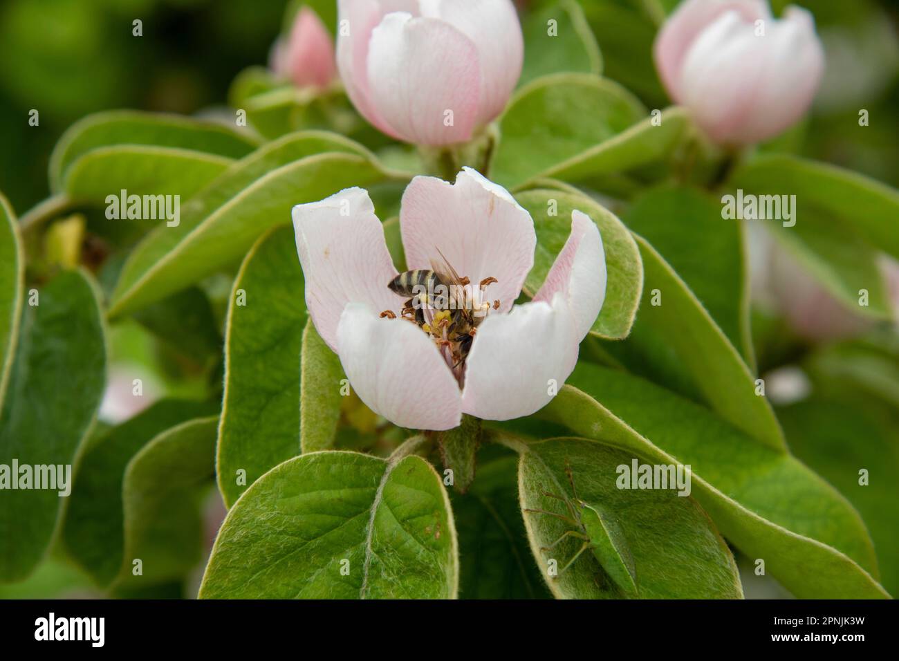 A bee on a flower and stinky bug on a leaf Stock Photo - Alamy