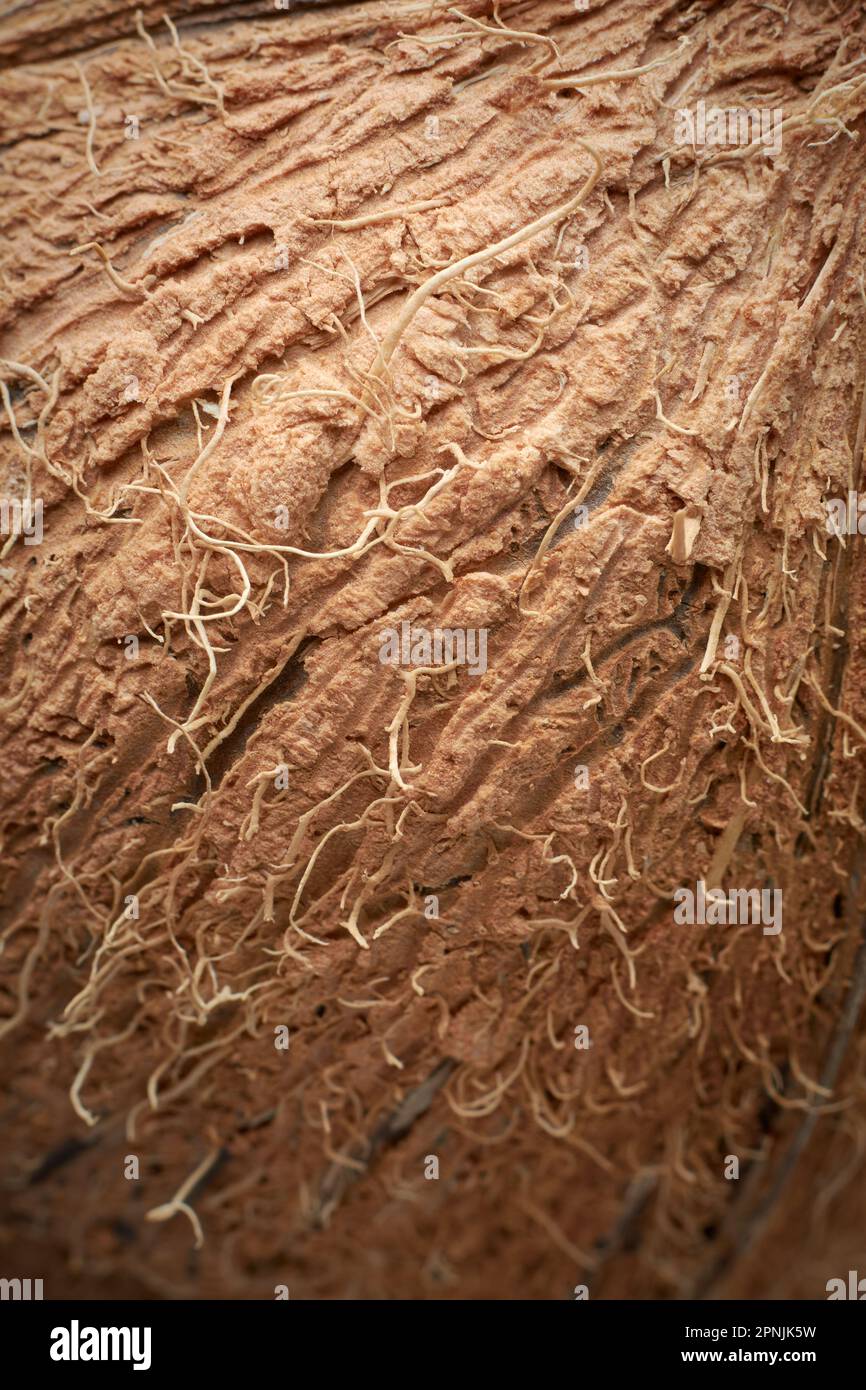 close-up of coconut fruit shell surface, commercially important strong ...