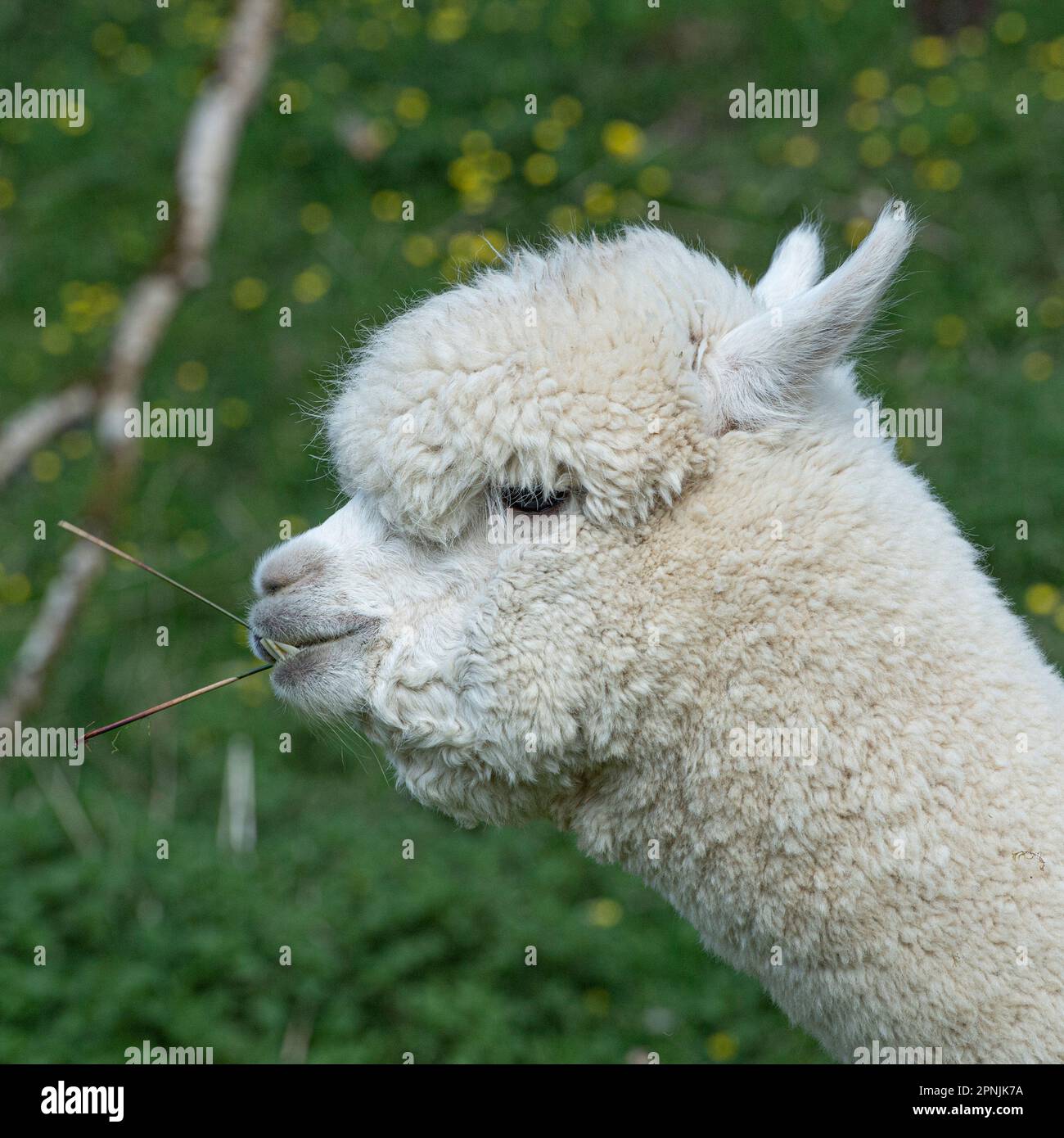 Alpaca white hi-res stock photography and images - Alamy