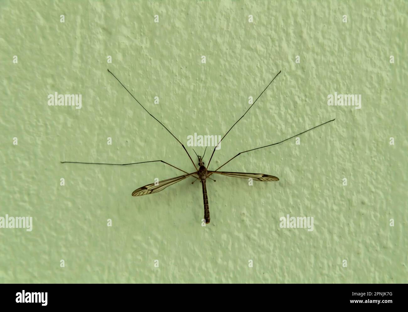 Crane fly on wall hi-res stock photography and images - Alamy