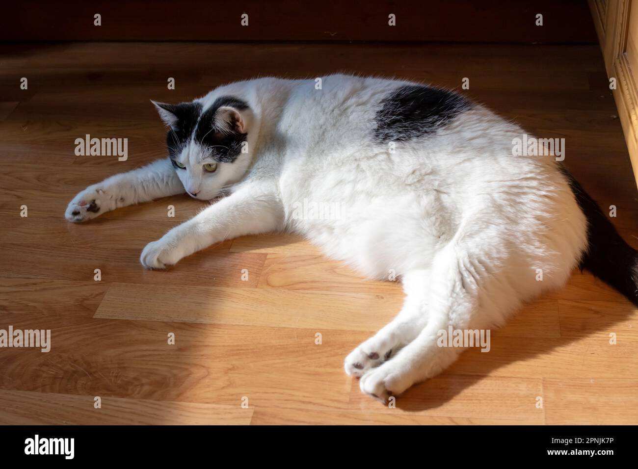 Fat tabby white domestic shorthair hi-res stock photography and images ...