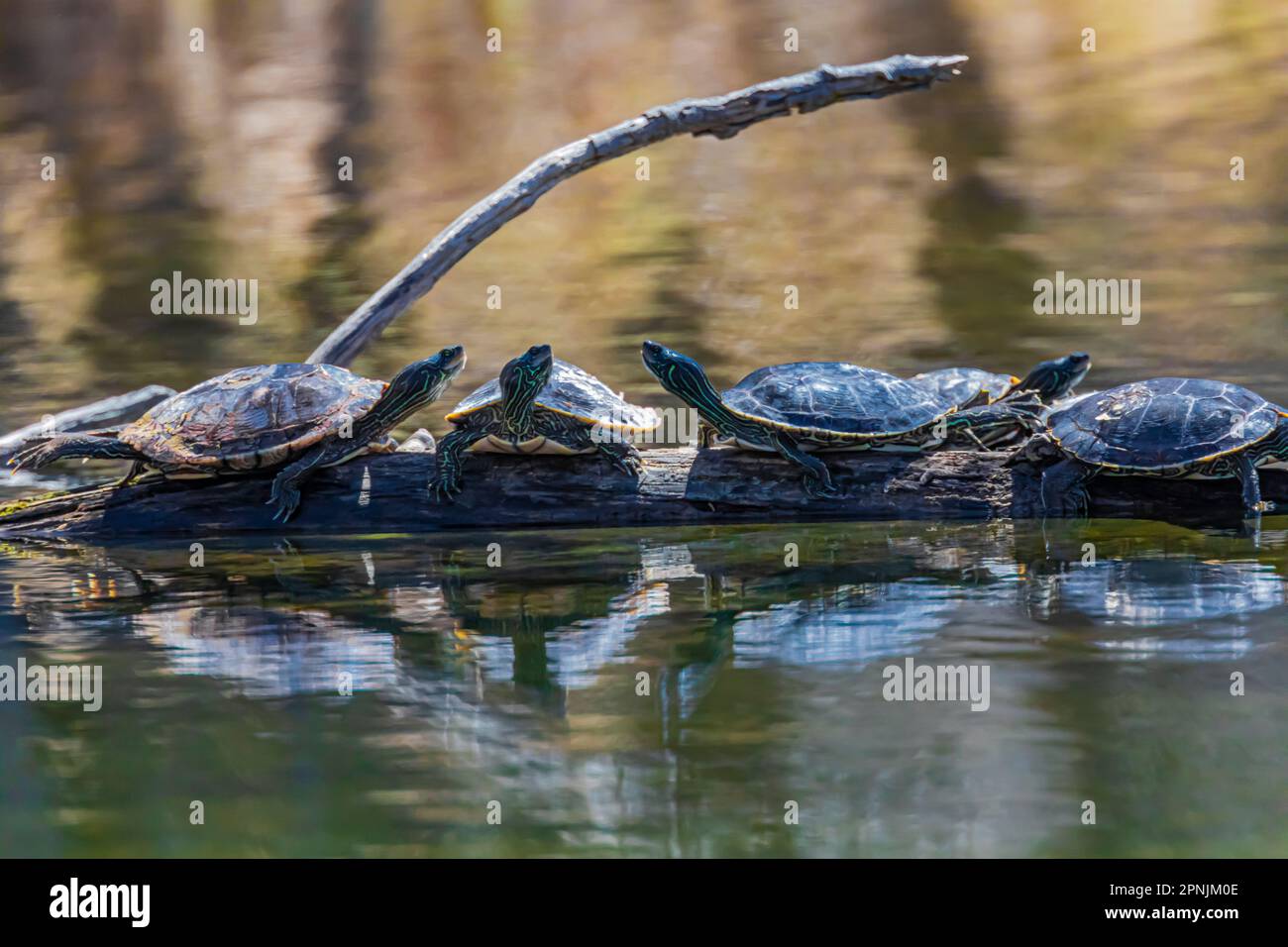 Northern Map Turtles, Graptemys geographica, basking on a log in Lake ...