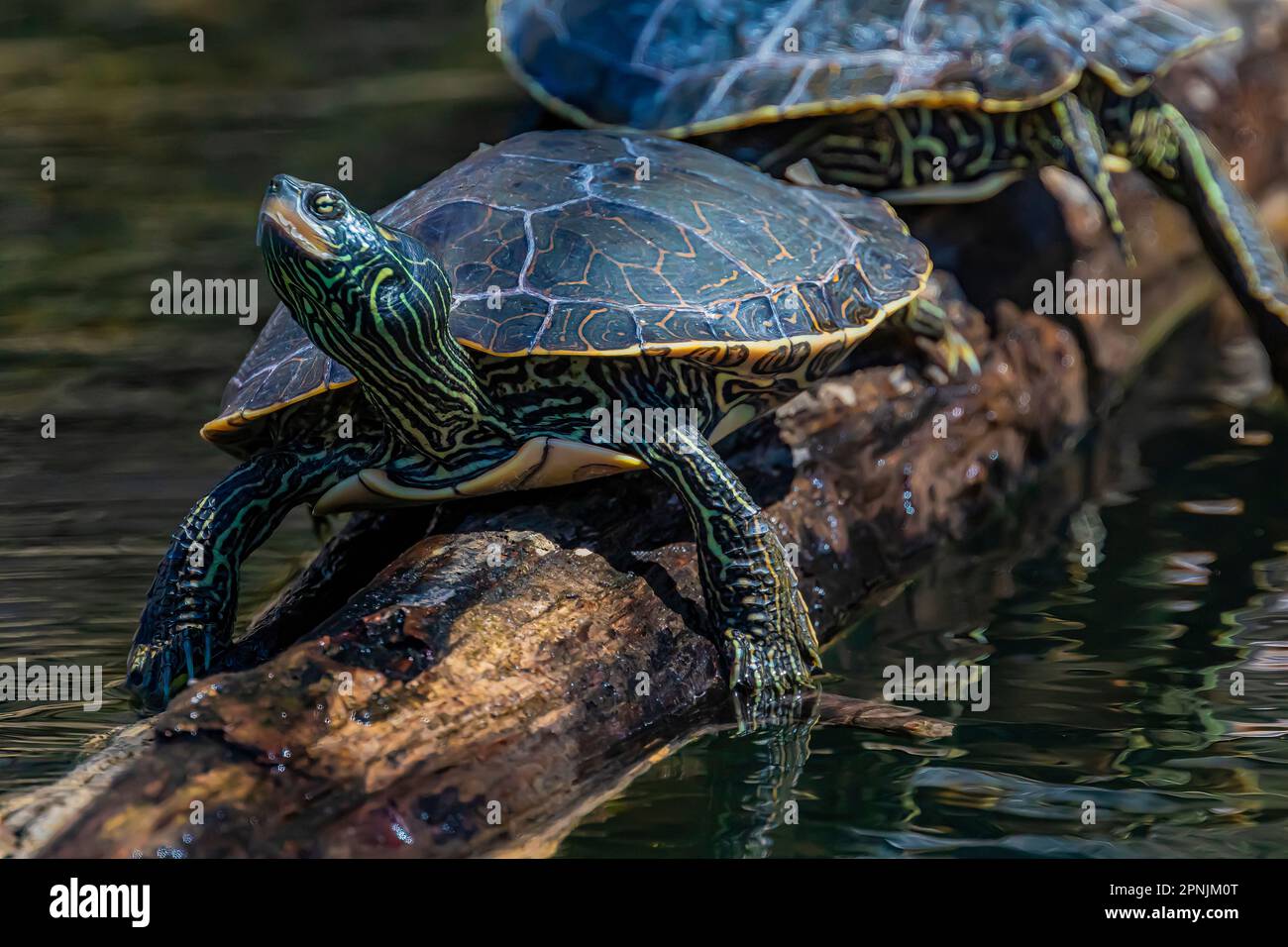 Northern Map Turtles, Graptemys geographica, basking on a log in Lake ...