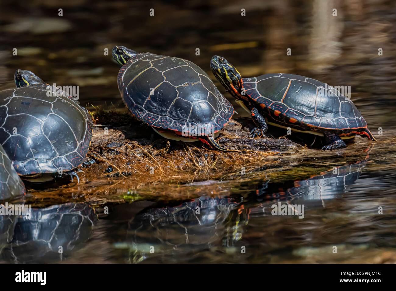 Painted Turtles, Chrysemys picta, basking on a log in a small permanent ...