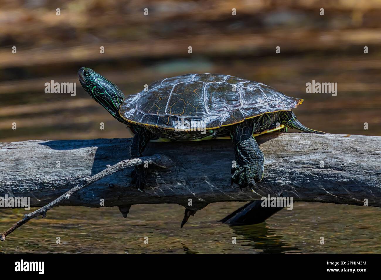 Northern Map Turtle, Graptemys geographica, basking on a log in Lake of ...