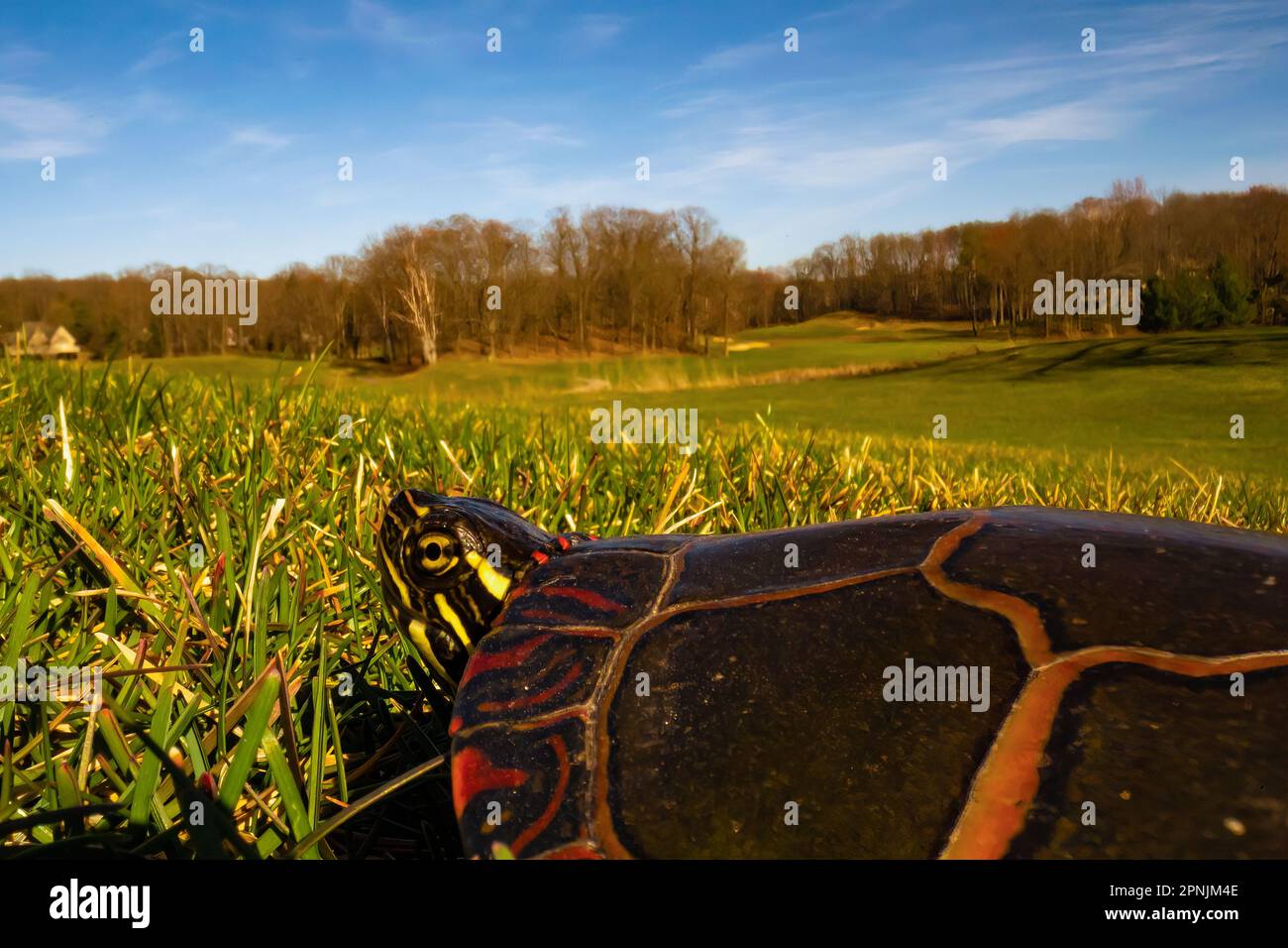 Painted Turtle, Chrysemys picta, crossing a grassy expanse why moving ...