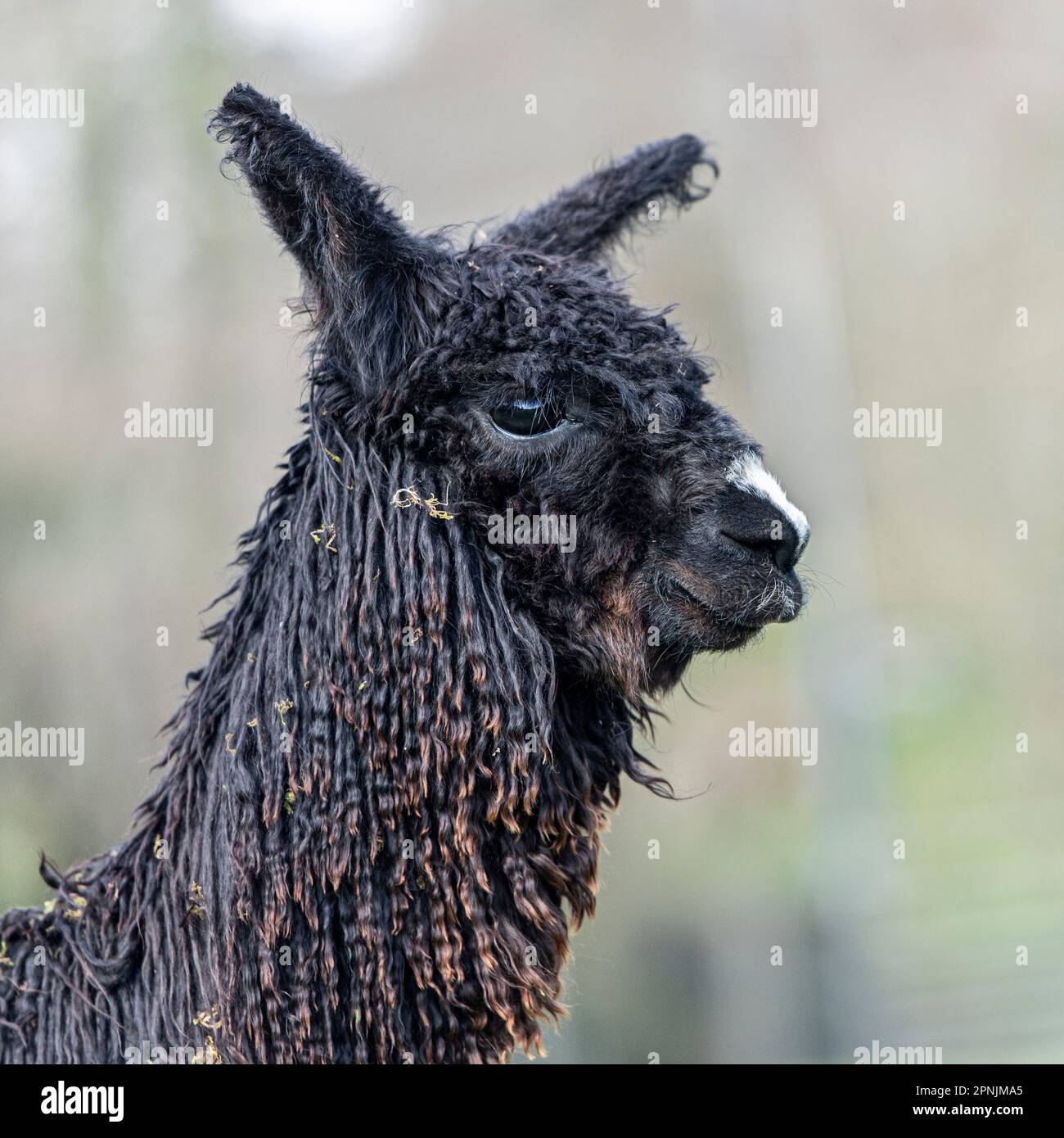 Black alpaca hi-res stock photography and images - Alamy