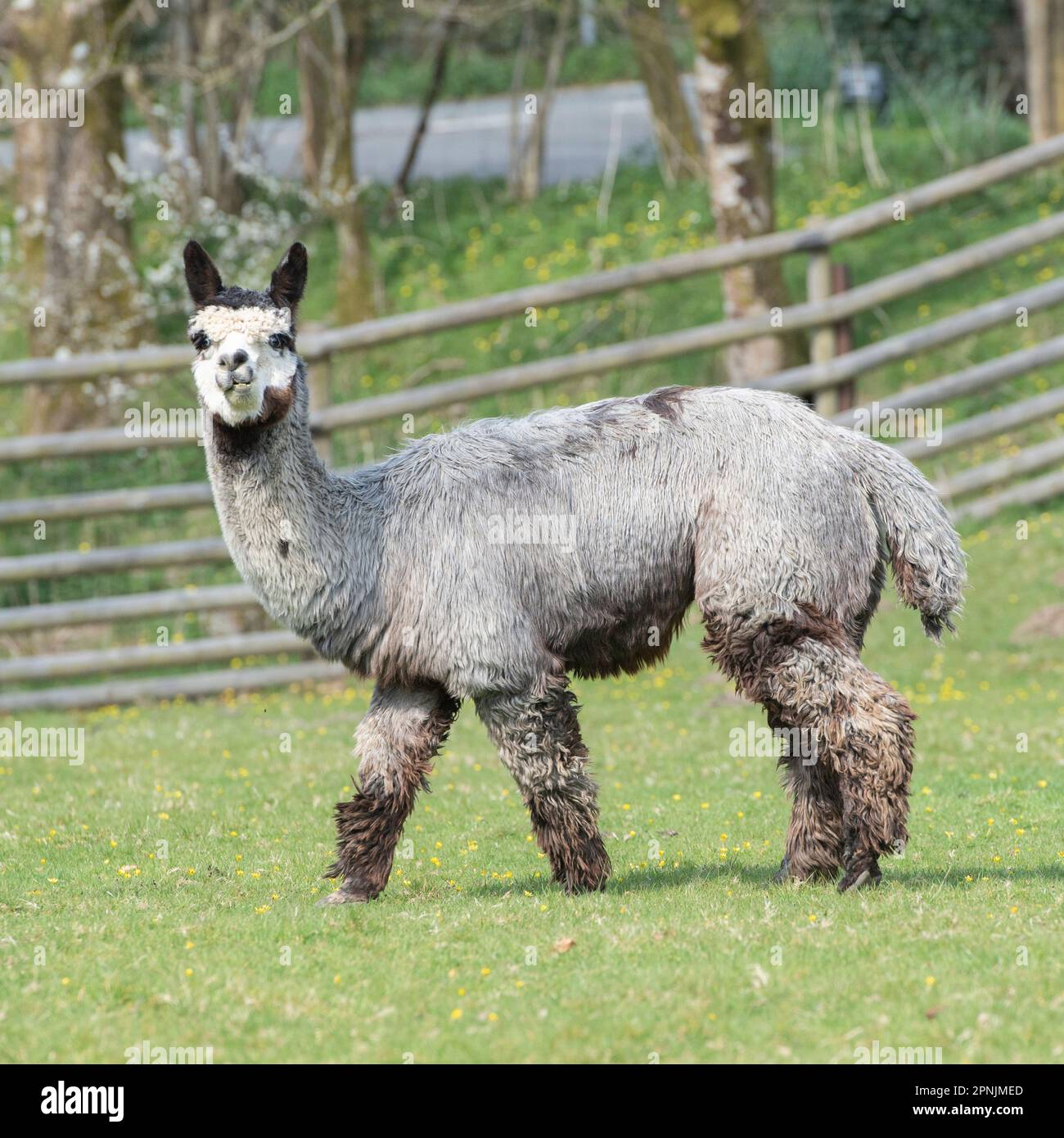 Side view of alpaca hi-res stock photography and images - Alamy