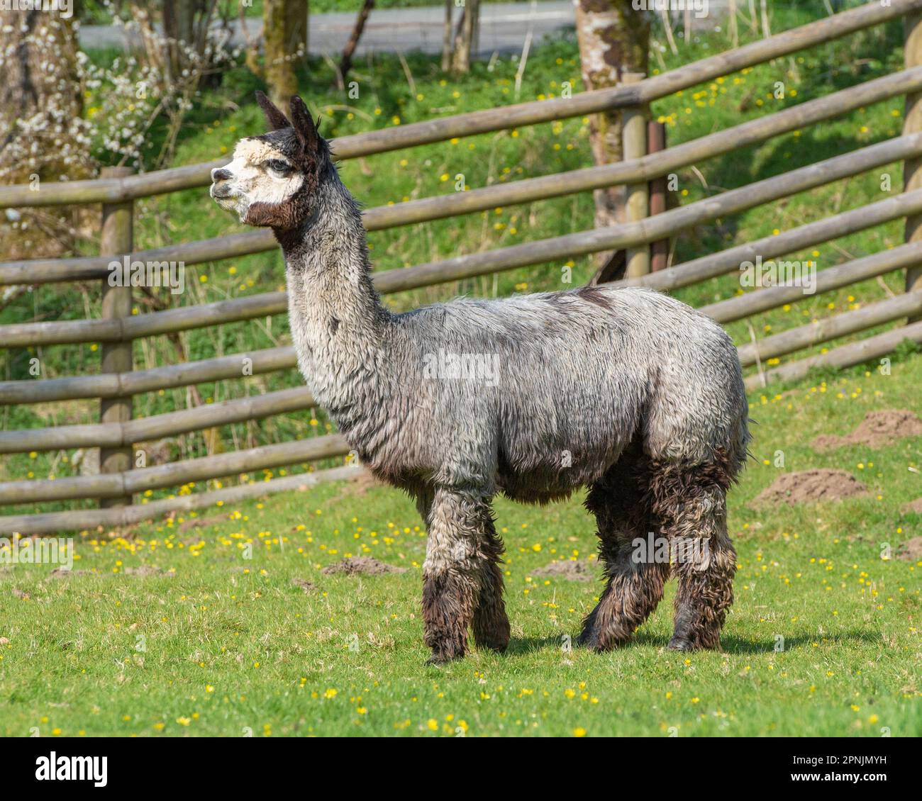 Alpaca, Vicugna pacos Stock Photo - Alamy