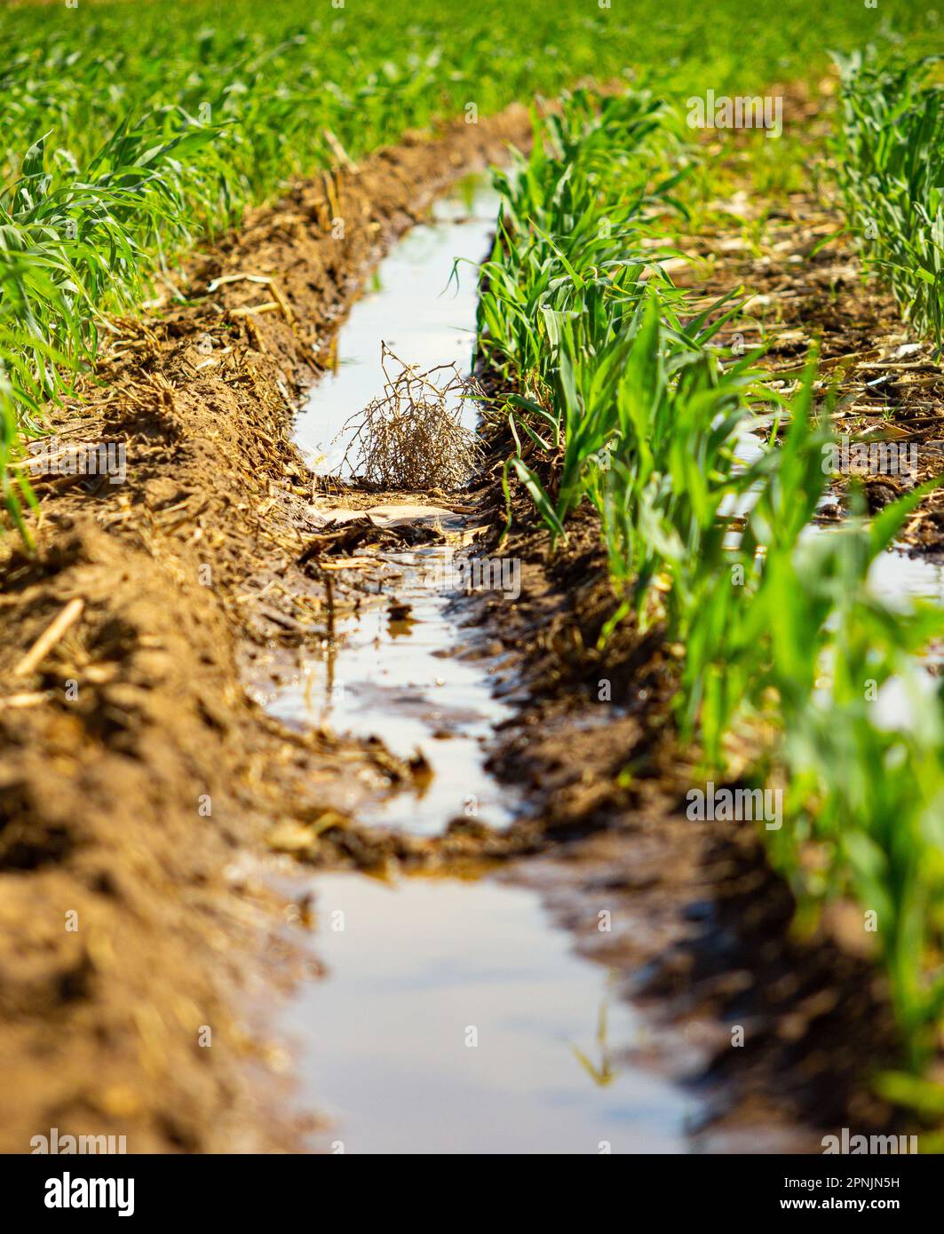 Detail of Wheel Track from Automated Pivot Sprinkler Equipment with ...