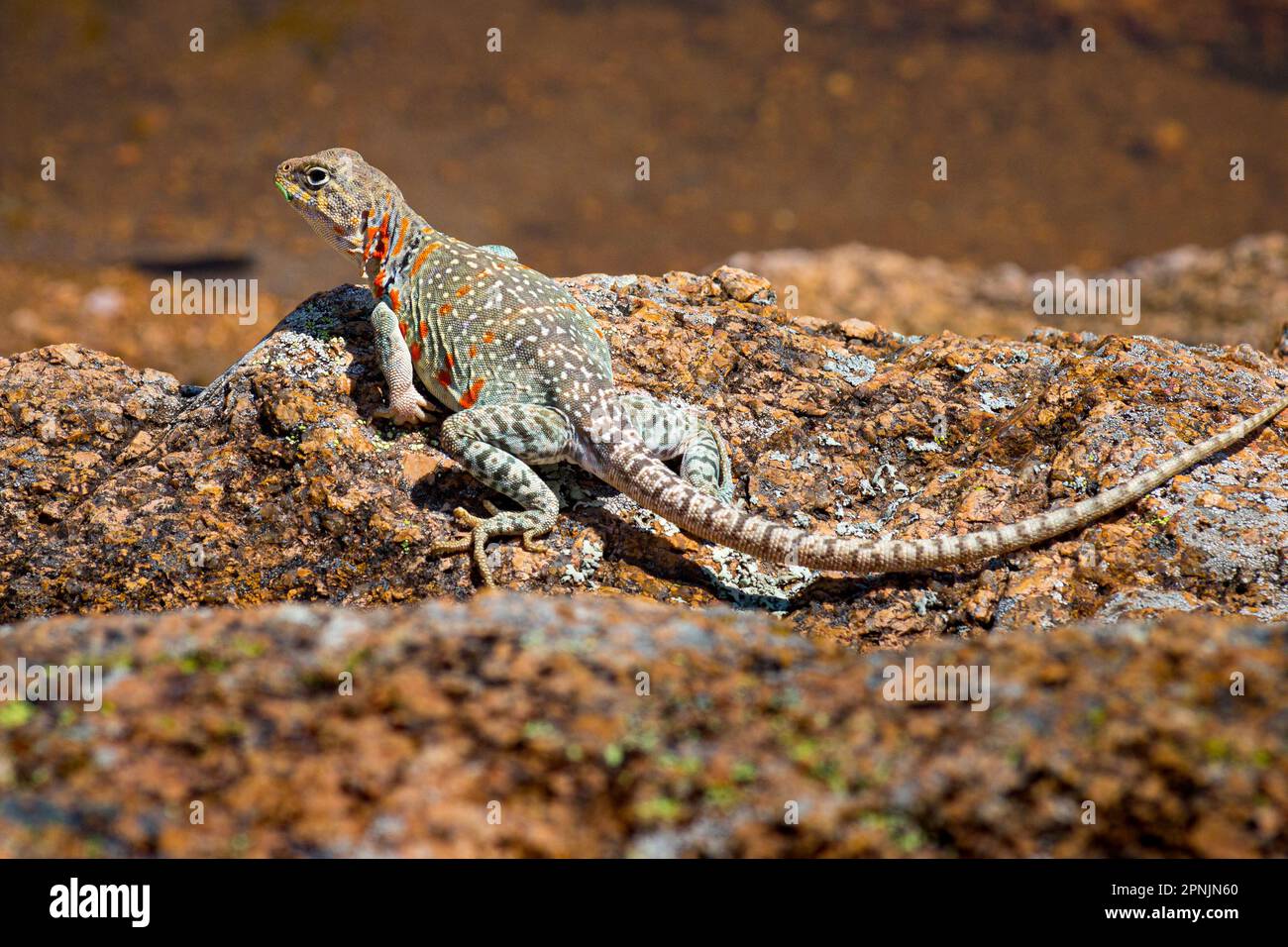 Eastern Collared Lizard or Mountain Boomer with Orange Spots on Skin ...
