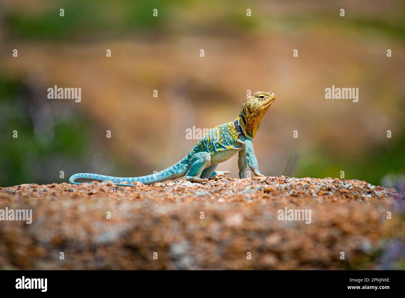 Eastern Collared Lizard or Mountain Boomer with Colorful Skin sits on a ...