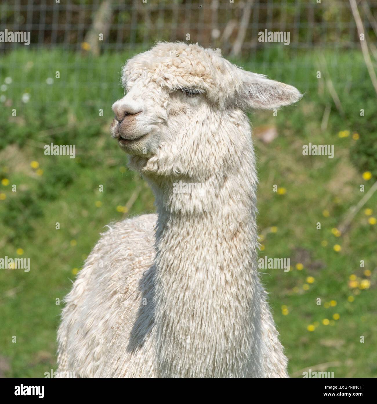 White female alpaca portrait hi-res stock photography and images - Alamy