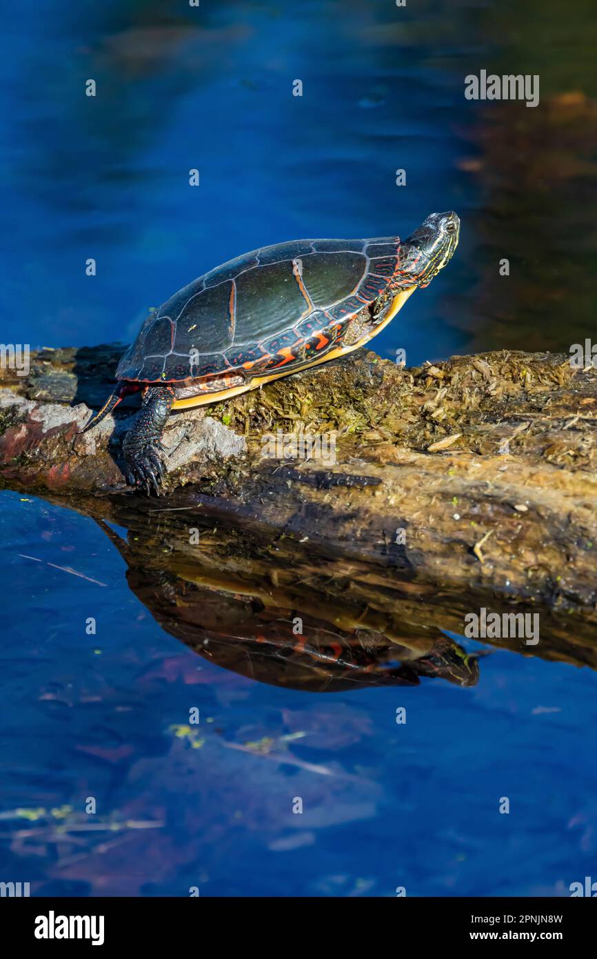 Painted Turtle, Chrysemys picta, basking on a log in a small permanent ...