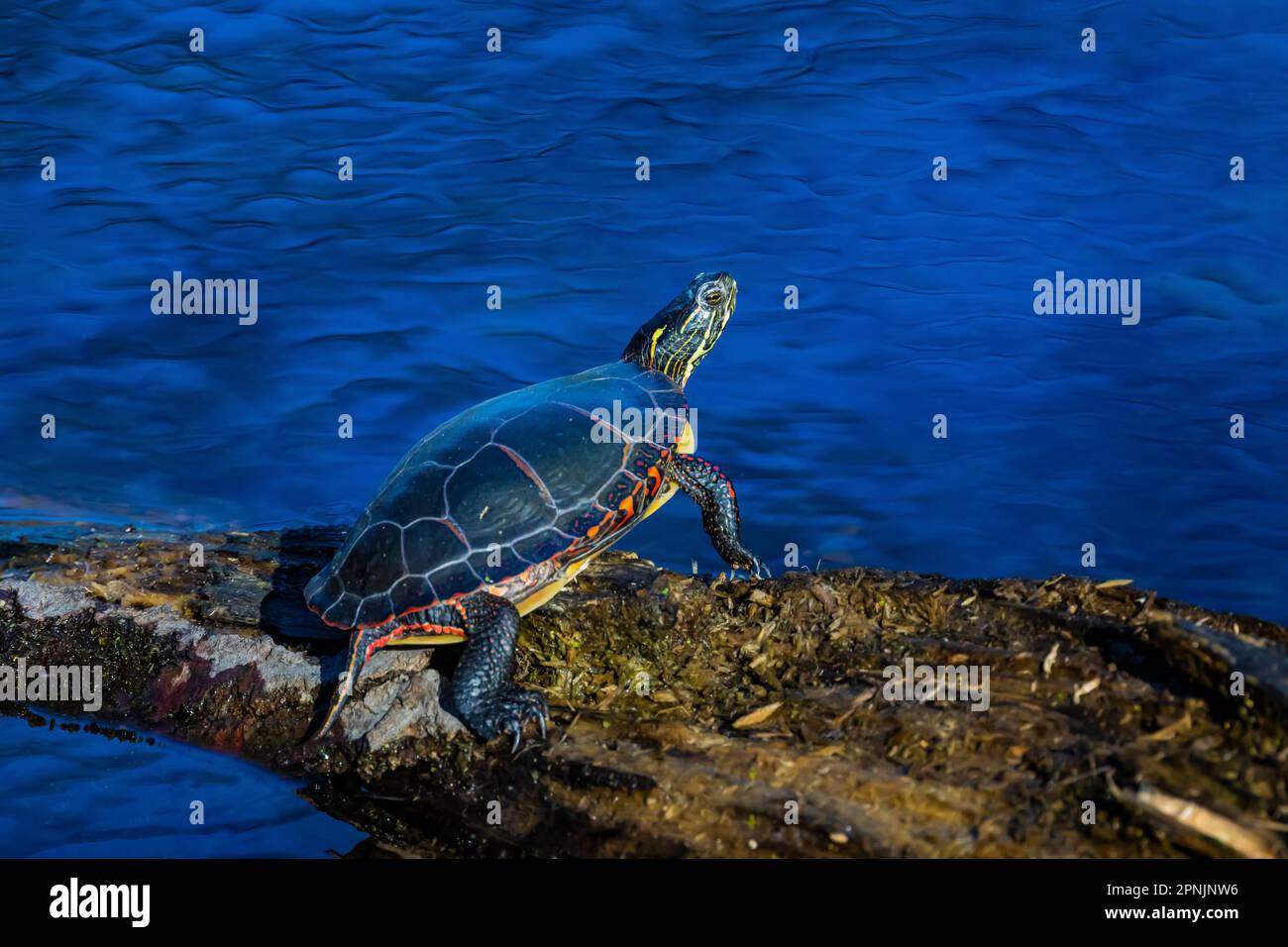 Painted Turtle, Chrysemys picta, basking on a log in a small permanent ...