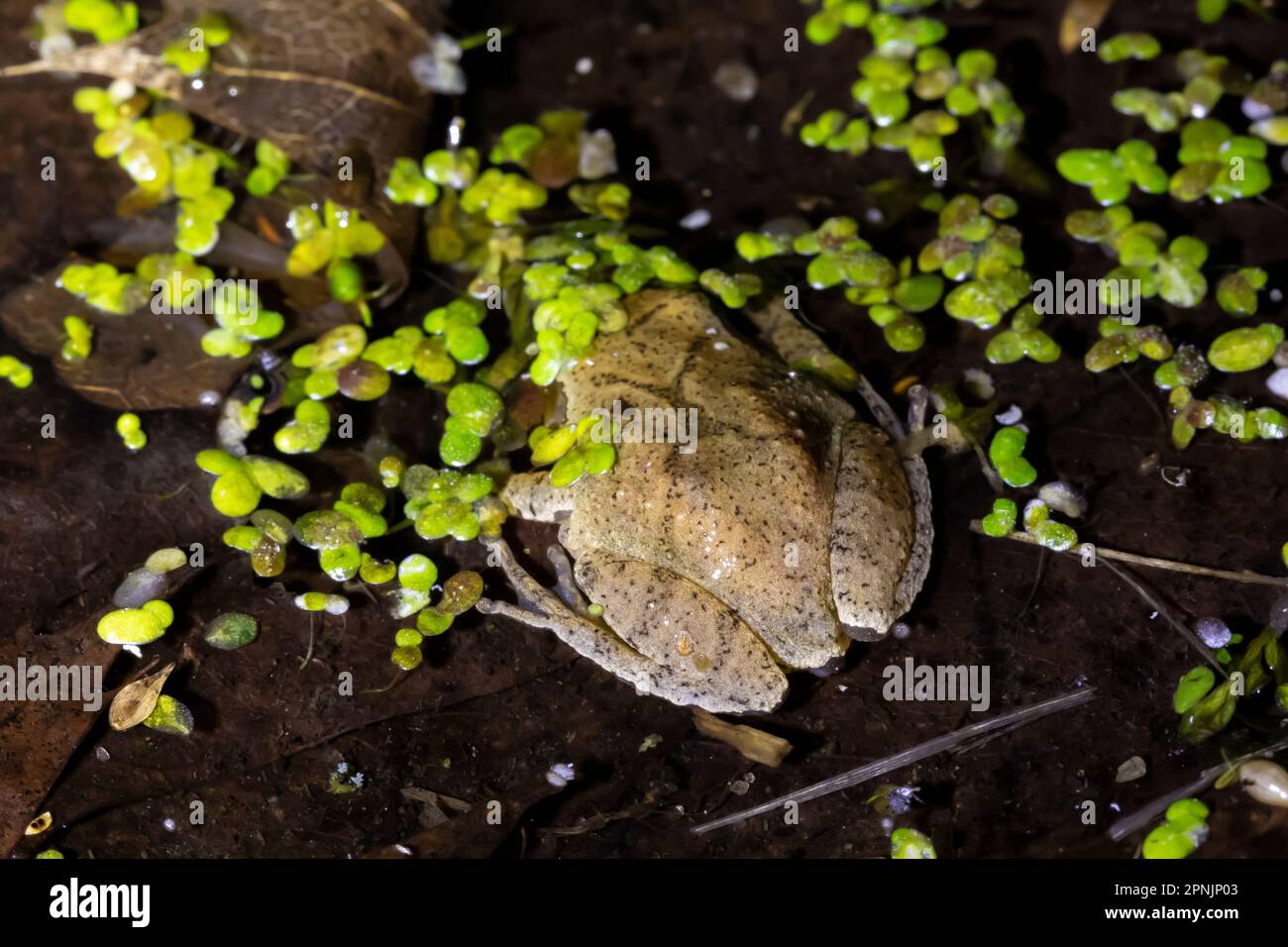 Spring Peeper, Pseudacris crucifer, male calling during spring mating ...