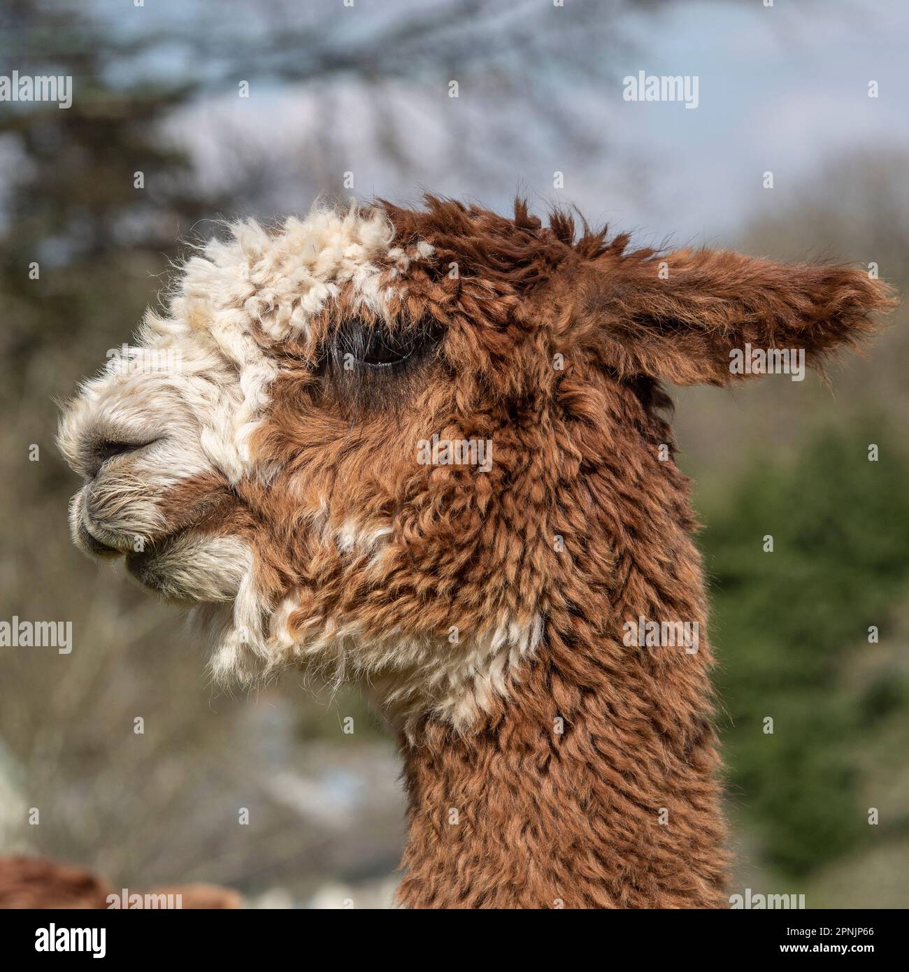 Alpaca profile view hi-res stock photography and images - Alamy