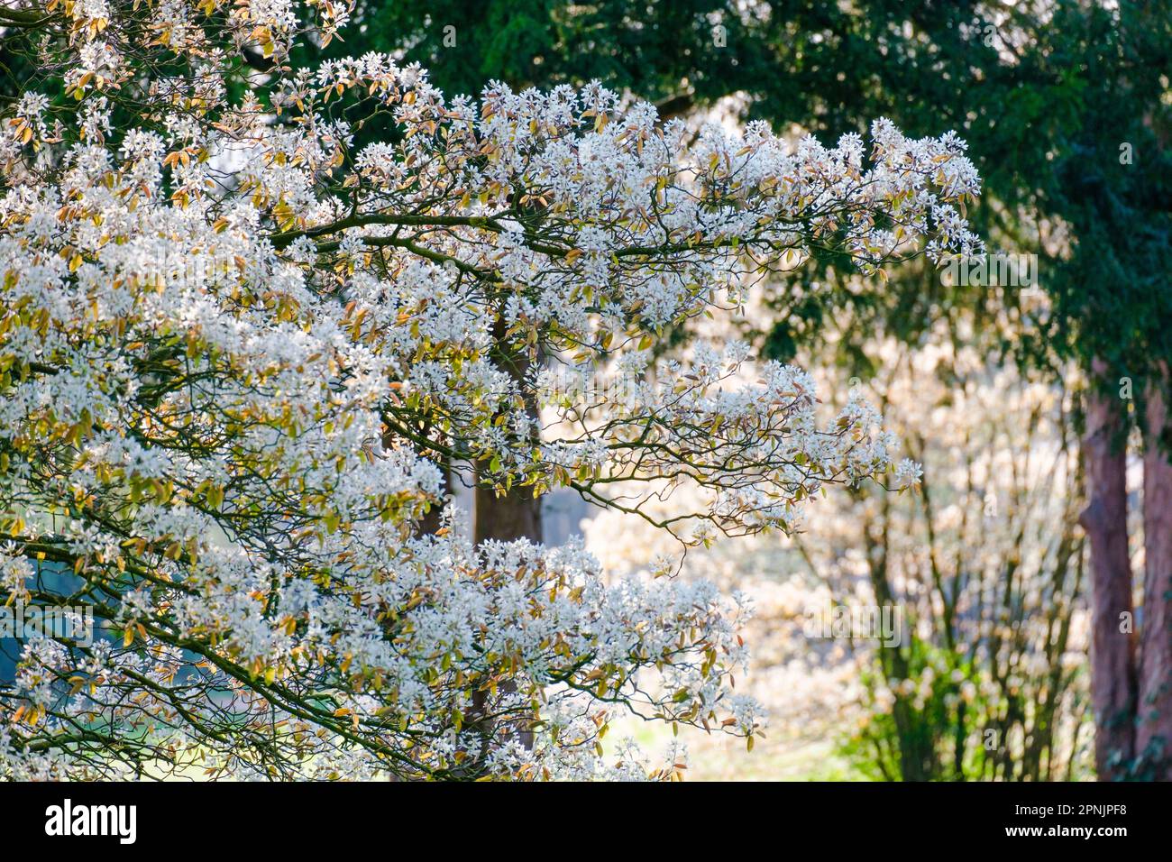 Blossoming Tree in Spring. Spring time in nature with blooming tree ...