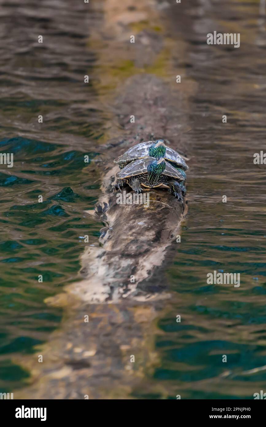 Northern Map Turtles, Graptemys geographica, basking on a log in Lake ...