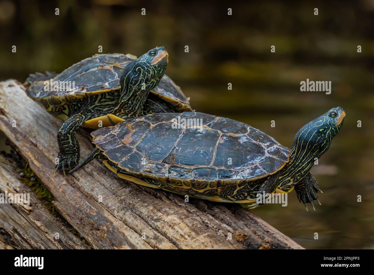 Northern Map Turtles, Graptemys geographica, basking on a log in Lake ...