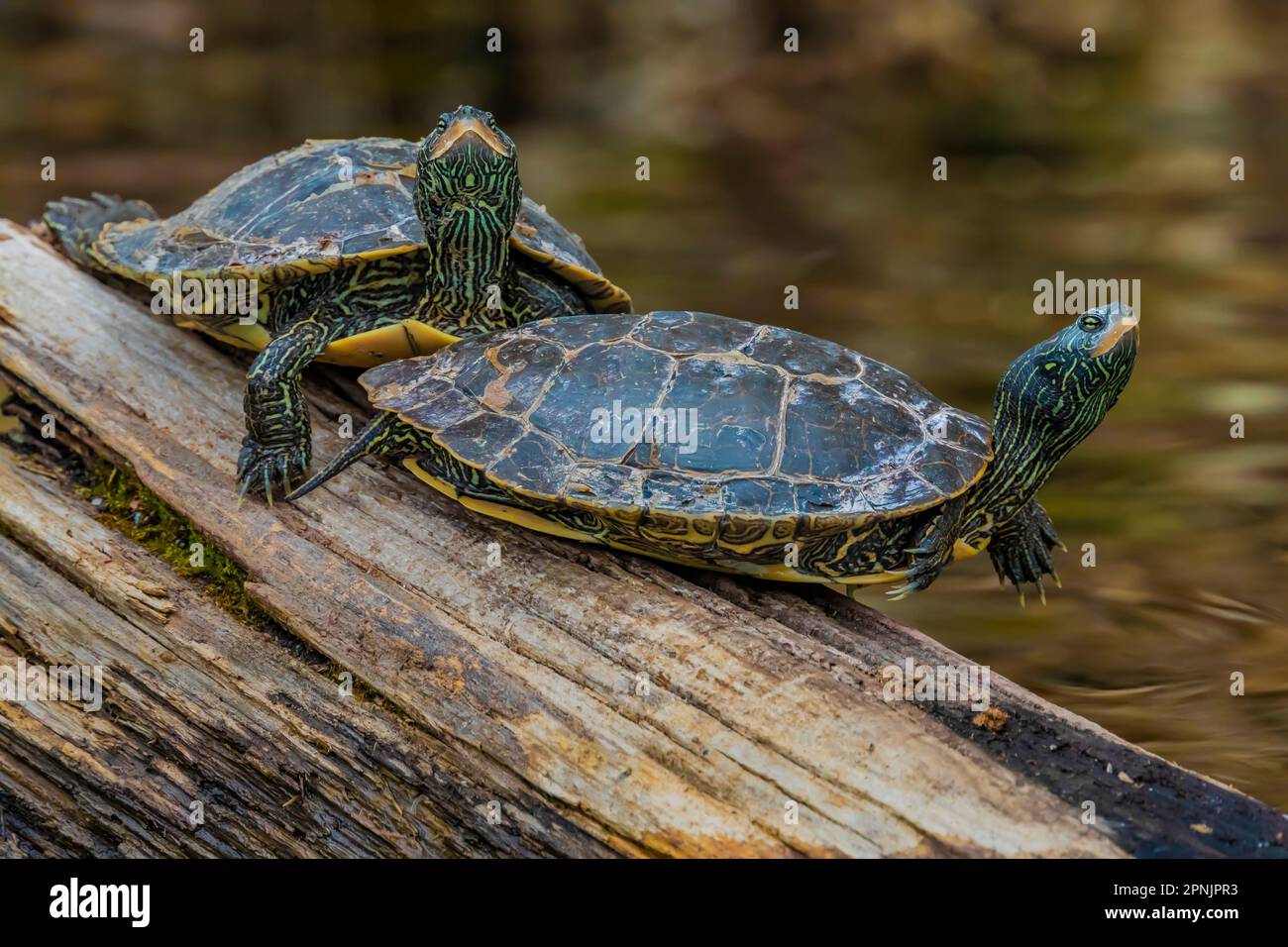 Northern Map Turtles, Graptemys geographica, basking on a log in Lake ...