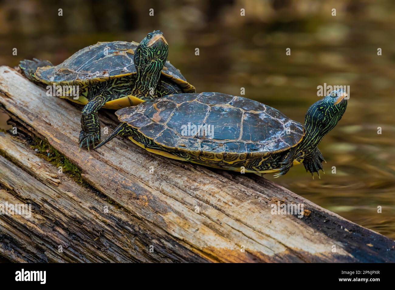 Northern Map Turtles, Graptemys geographica, basking on a log in Lake ...