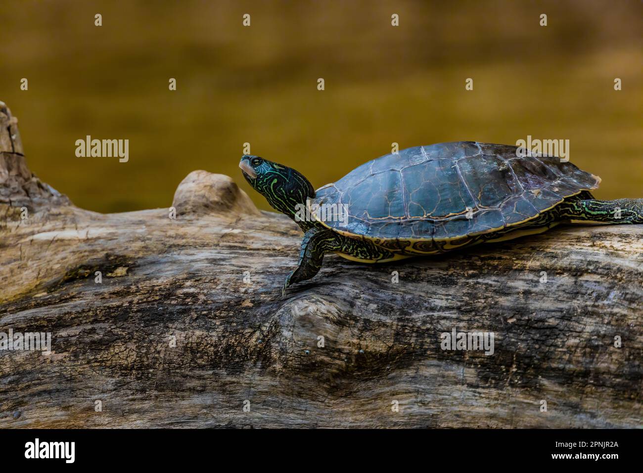 Northern Map Turtle, Graptemys geographica, basking on a log in Lake of ...