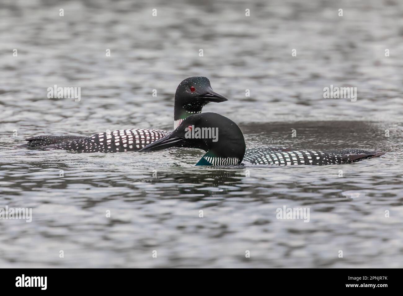 Common Loon, Gavia immer, on Lake of the Clouds, where it breeds, in ...