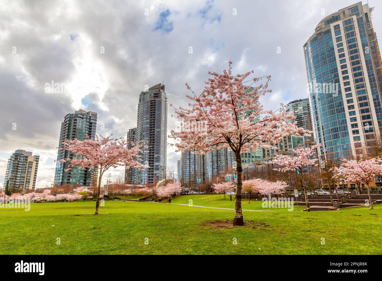 Cherry Blossom in Downtown Vancouver, British Columbia, Canada Stock ...