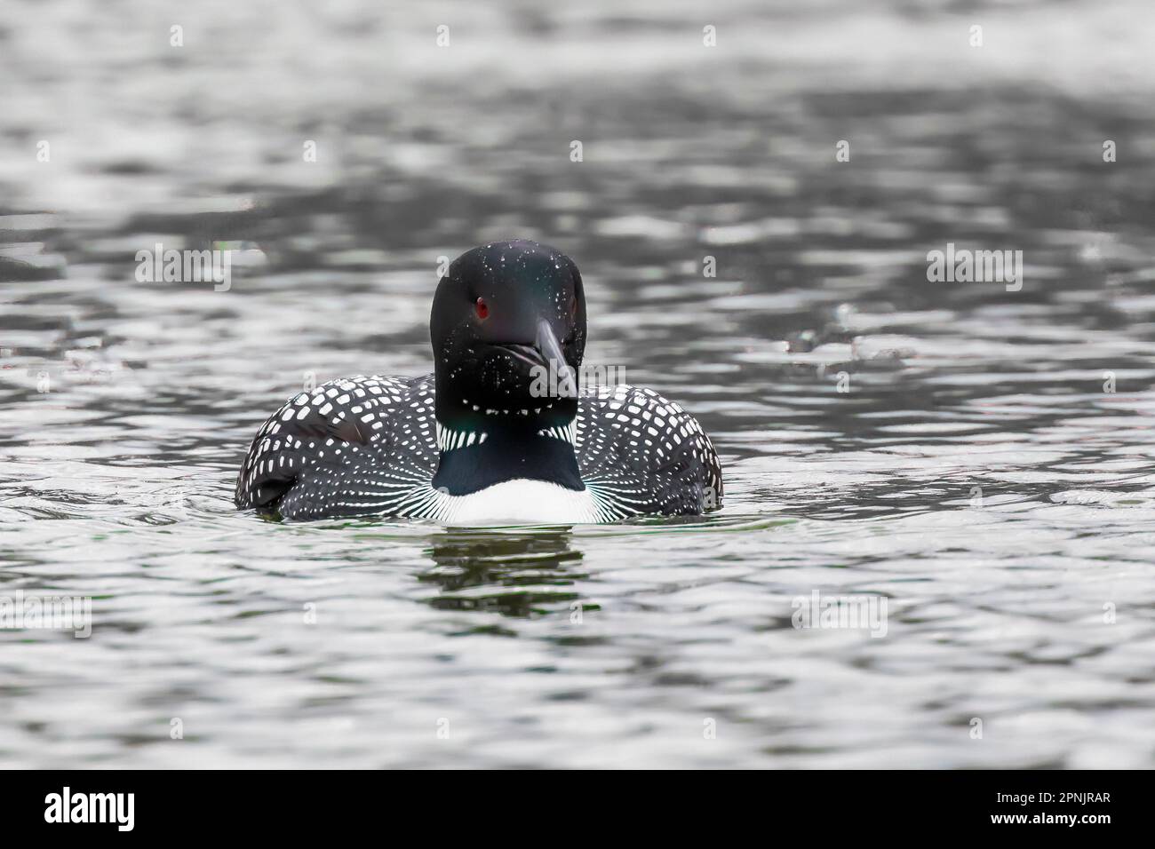 Common Loon, Gavia immer, on Lake of the Clouds, where it breeds, in ...