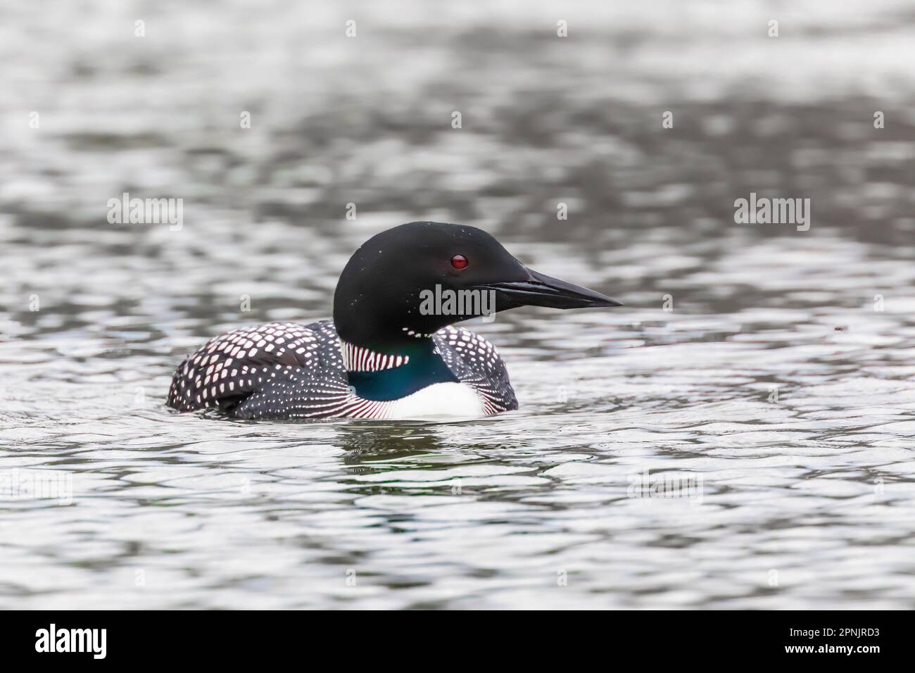 Common Loon, Gavia immer, on Lake of the Clouds, where it breeds, in ...
