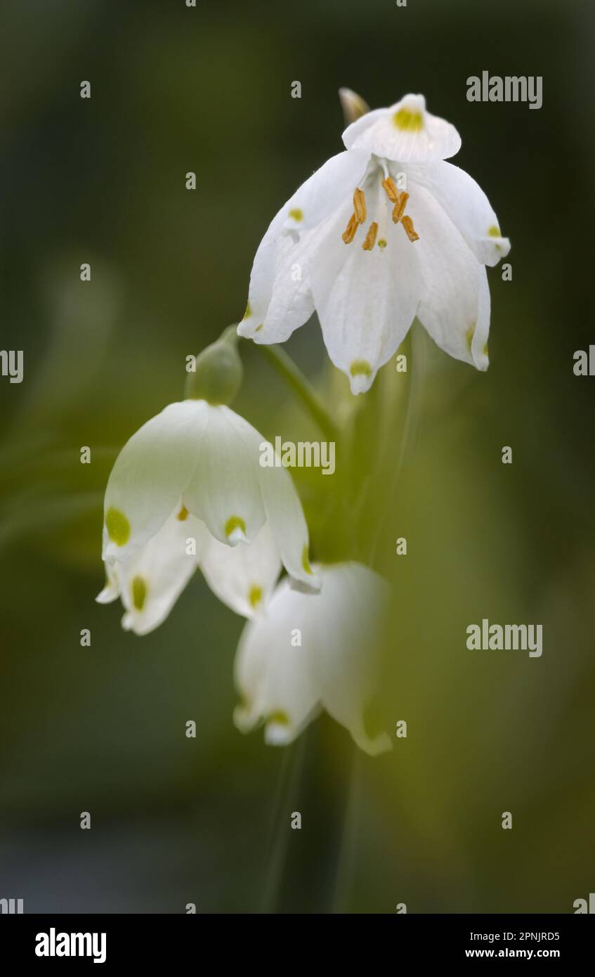 White spring snowflake flowers, Leucojum vernum, on a lush green boken ...