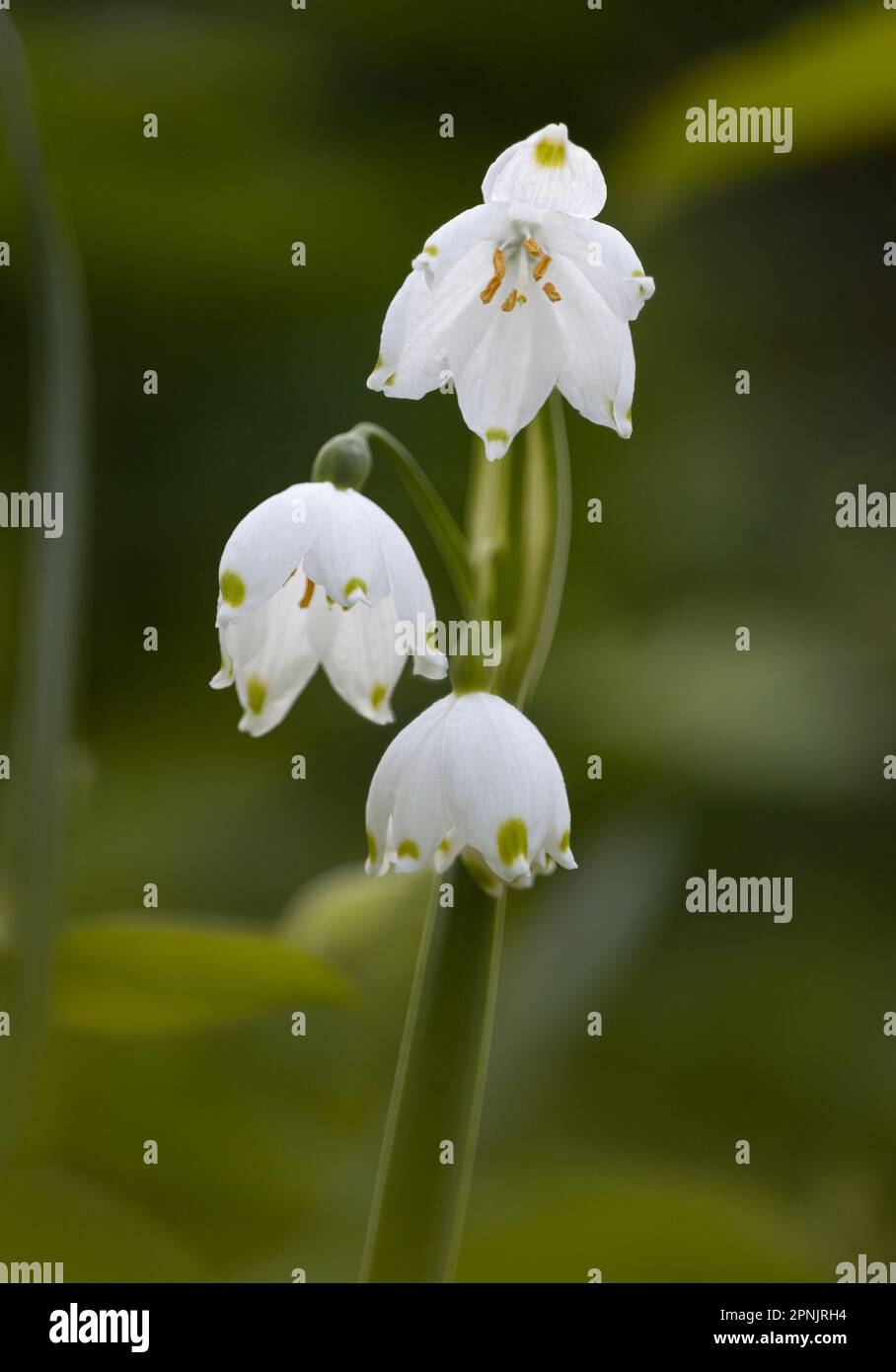 White spring snowflake flowers, Leucojum vernum, on a lush green boken ...