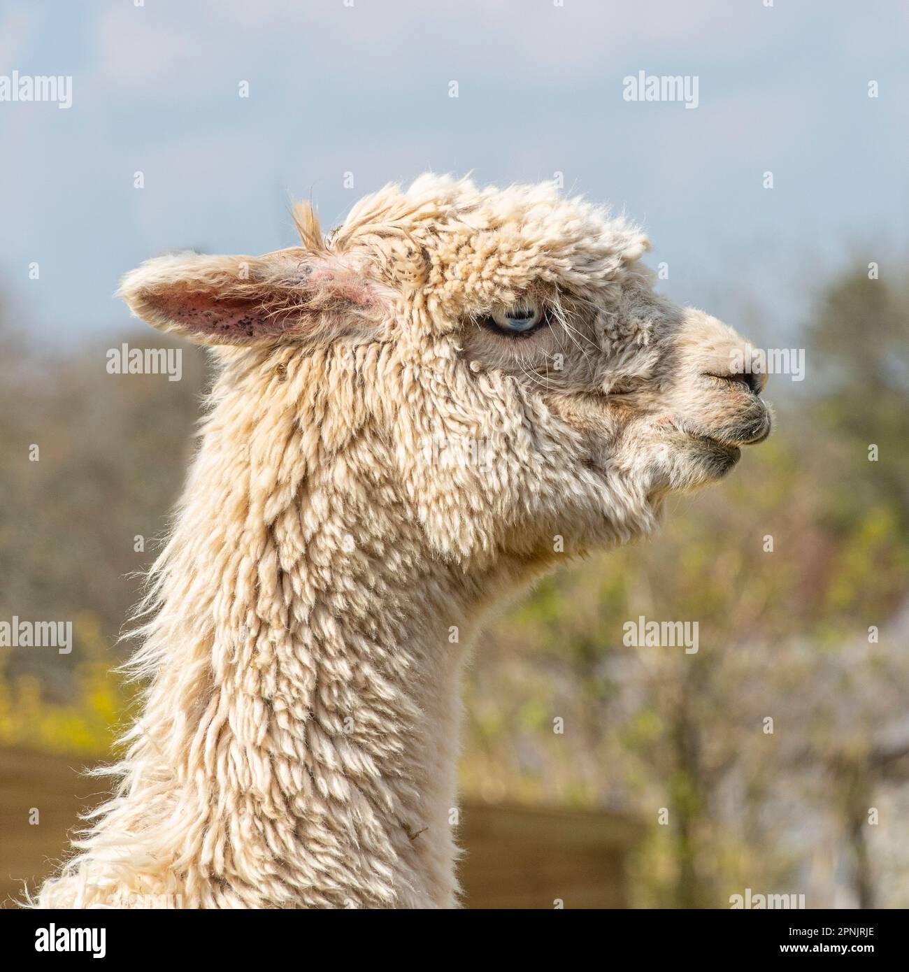 Alpaca profile view hi-res stock photography and images - Alamy