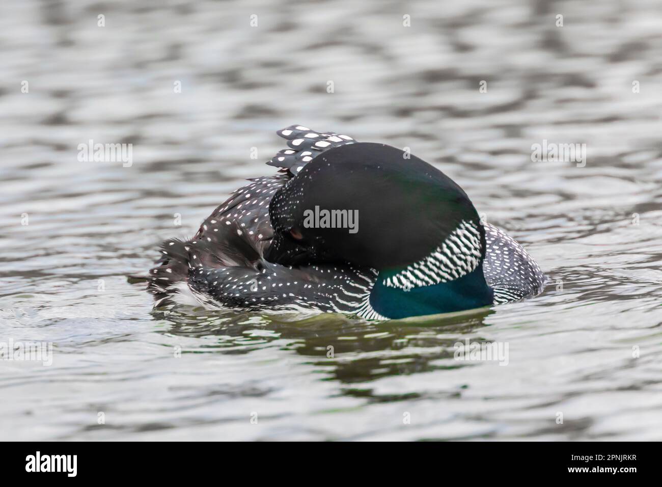 Common Loon, Gavia immer, on Lake of the Clouds, where it breeds, in ...