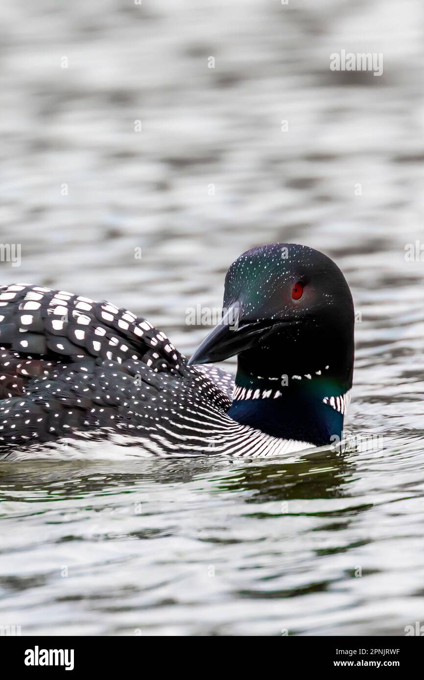 Common Loon, Gavia immer, on Lake of the Clouds, where it breeds, in ...